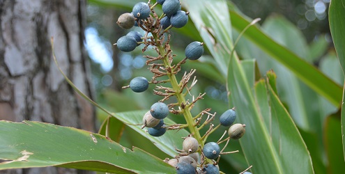 The garden as a cultural guide - Impact - Australian Catholic University